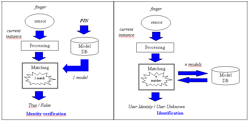 Introduction To Fingerprint Identification - vrogue.co Introduction To Fingerprint Identification - vrogue.co